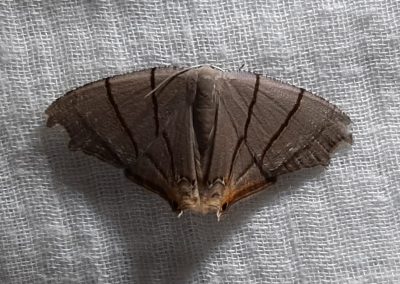 Dongarmatha | An Ecocare Resort