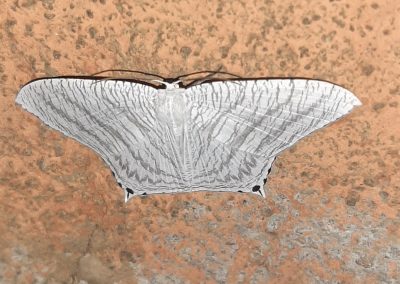 Dongarmatha | An Ecocare Resort